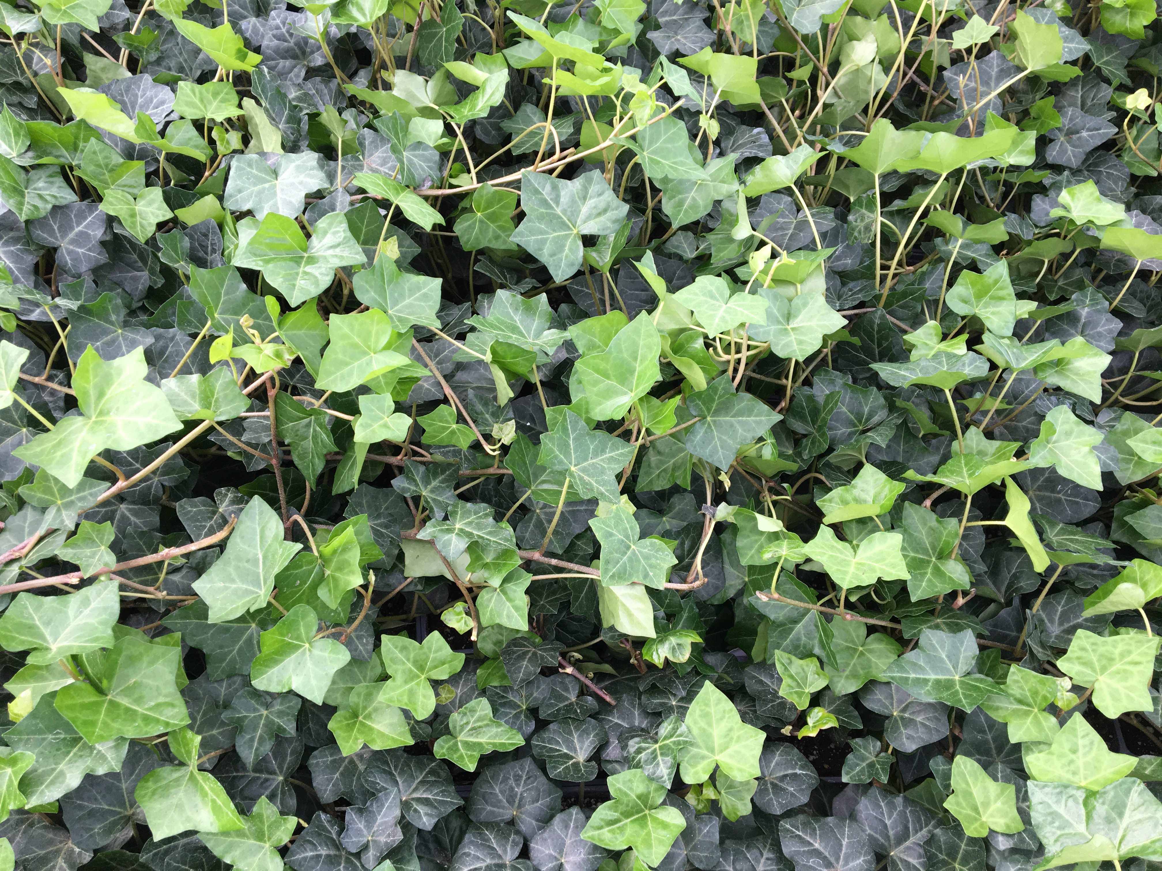 Southwest Nursery | Wholesale Landscaping Supplies | Dallas | Fort Worth